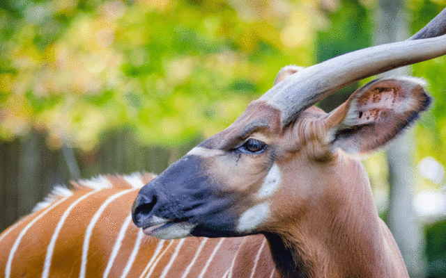 Ex-poacher turns protector of animals he once killed - People Daily