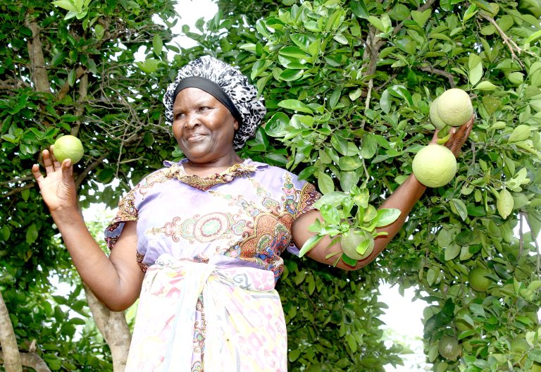 Kwale growers embrace smart farms to tackle climate change - People Daily