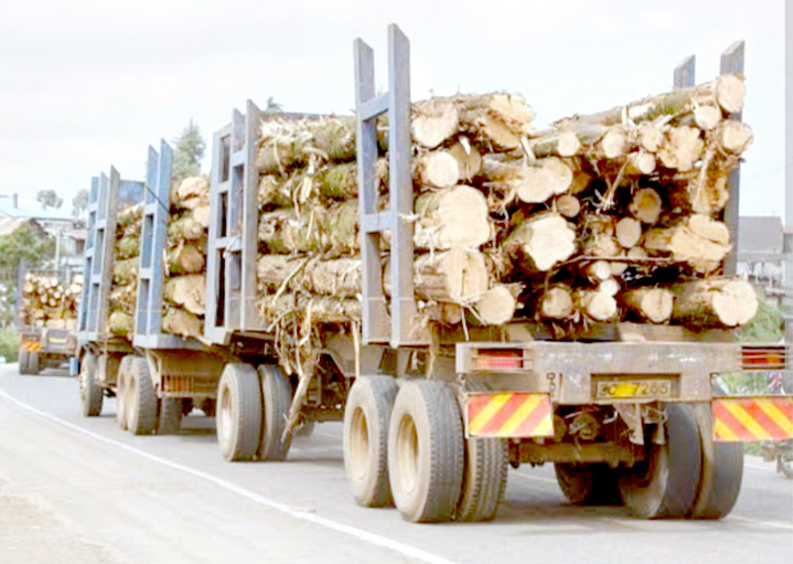 Elburgon: From timber titan to a town in decline - People Daily