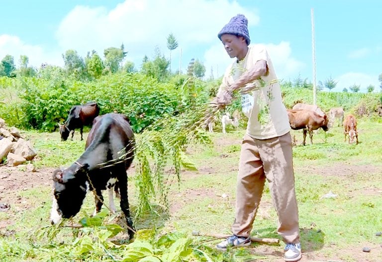The miracle tree transforming Mau Narok’s dairy sector - People Daily