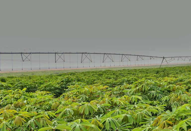 How irrigation is changing the once deserted land in Galana Kulalu ...
