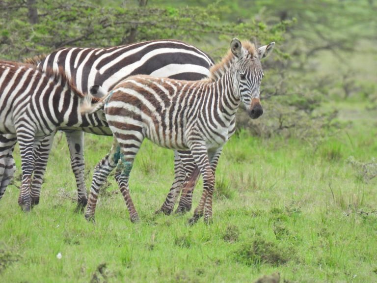 KWS rescues zebra trapped in Mara North Conservancy amid rising ...