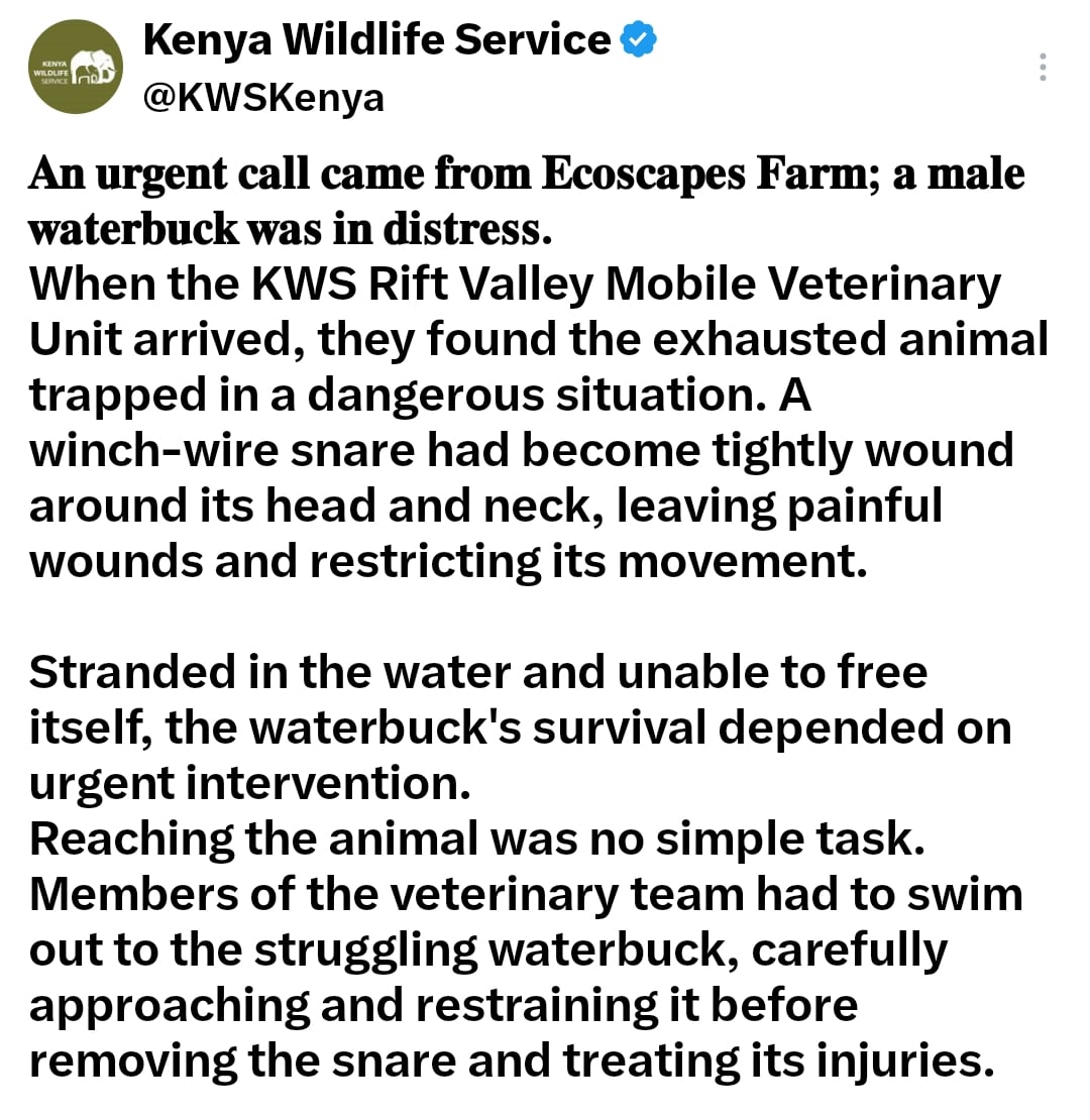 KWS frees waterbuck from deadly snare in Rift Valley - People Daily